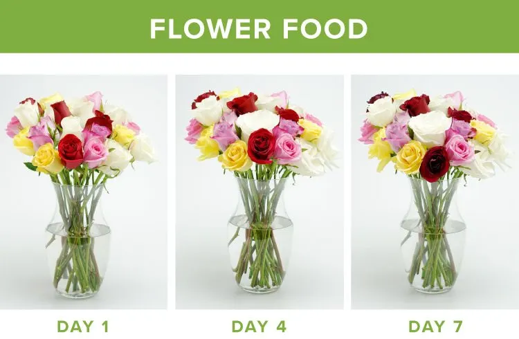 How to Make Flowers Last Longer: 9 Tricks | Proflowers Blog
