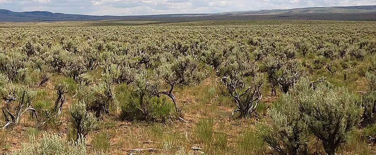 Nevada State Flower - The Sagebrush | Proflowers Blog