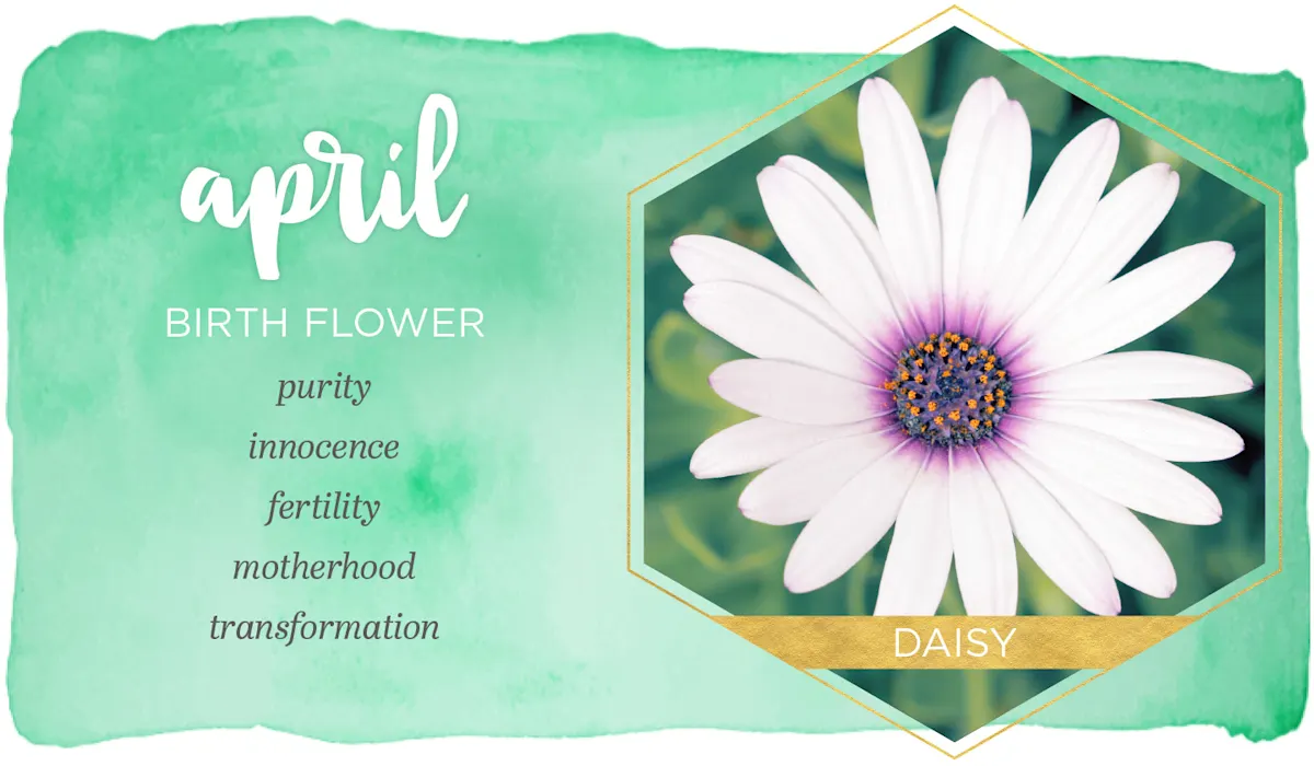 April Birth Flower: Daisy - FTD.com