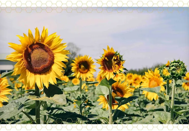 The Ultimate Sunflower Care Guide - FTD.com