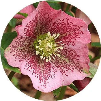 41 Types of Red Flowers | Proflowers Blog