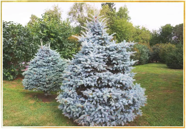 17 Types of Christmas Trees to Deck the Halls - FTD.com