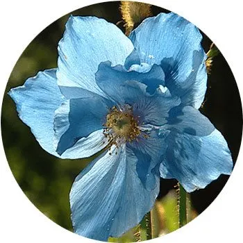 41 Types of Blue Flowers - ProFlowers Blog