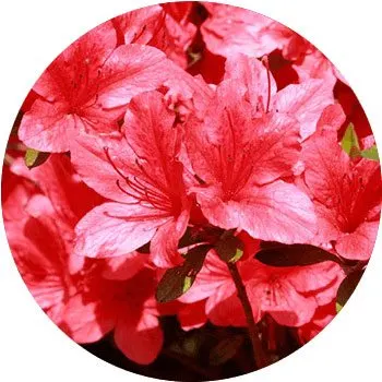 41 Types of Red Flowers - ProFlowers Blog