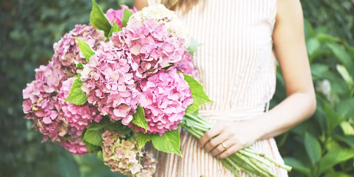 Hydrangea Meaning: Symbolism + History | Proflowers Blog