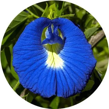 41 Types of Blue Flowers - ProFlowers Blog