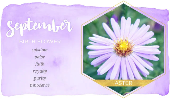 September Birth Flower: Aster - FTD.com