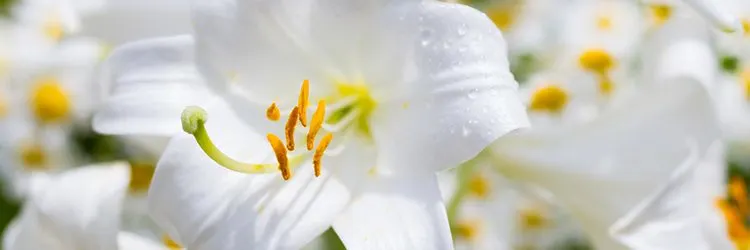 A Guide to Easter Lily Care | Proflowers Blog