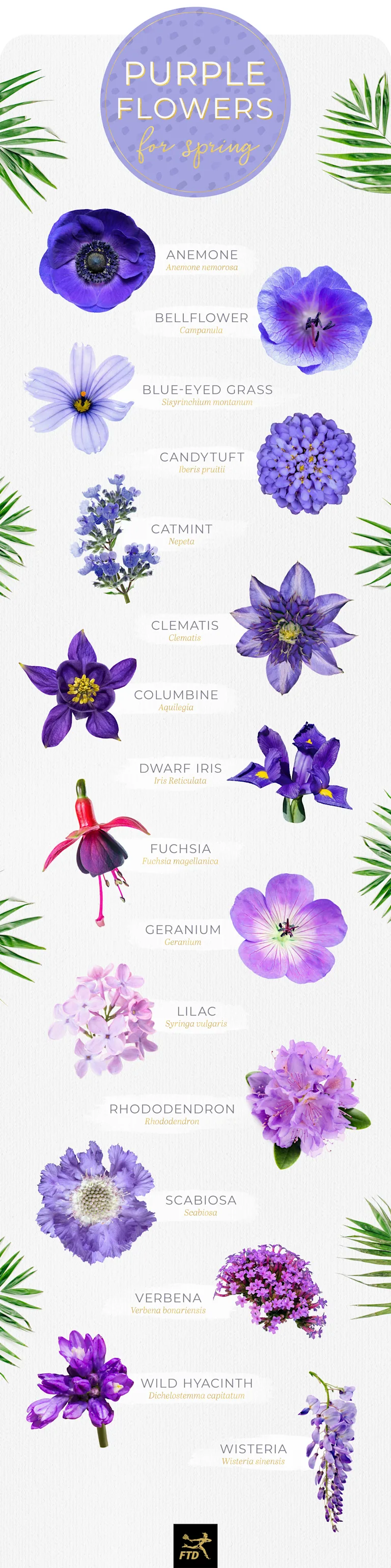 50 Types of Purple Flowers - FTD.com
