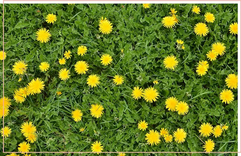 36 Kinds of Flowering Weeds + Tips on Finding Beauty in Unlikely Places ...