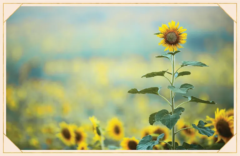 16 Sunflower Facts That Are So Sweet | Proflowers Blog