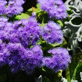 151 Types of Flowers + Images and Growing Tips | Proflowers Blog