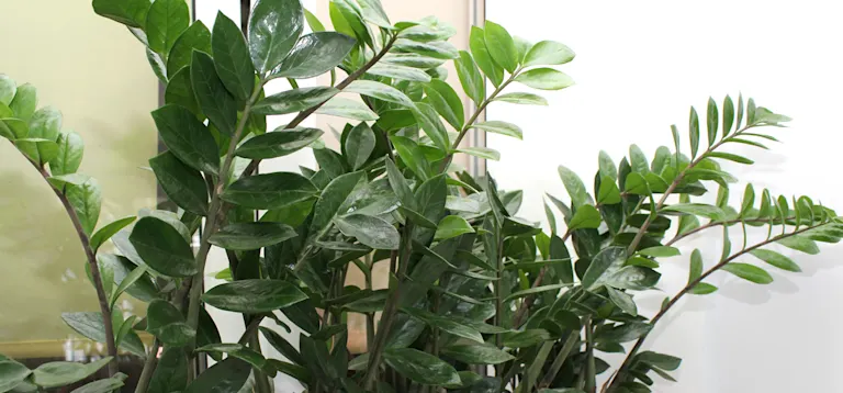 ZZ Plant Care Guide: Growing Information and Tips | Proflowers Blog