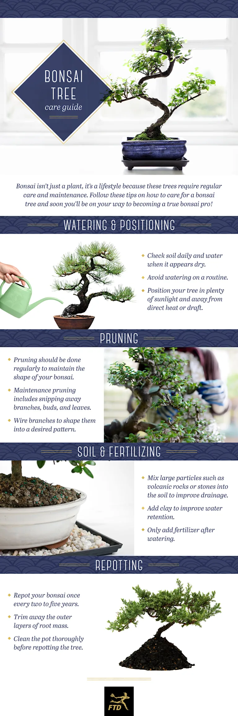 Bonsai Tree Care for Beginners - FTD.com