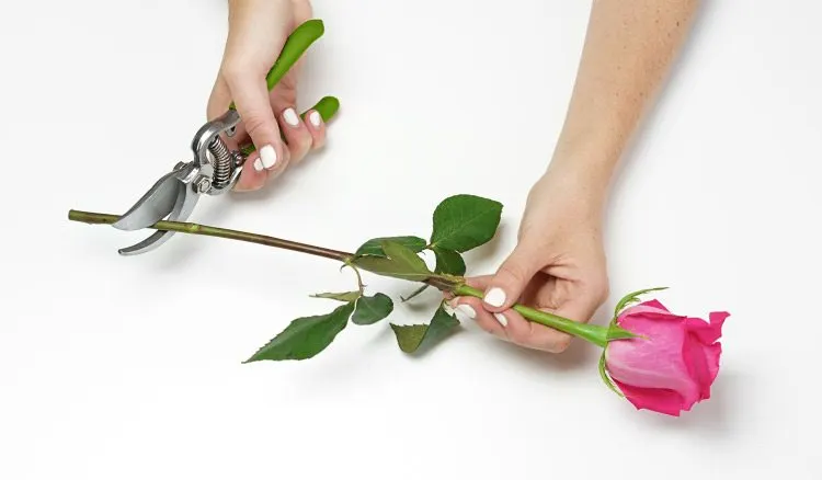 How to Make Flowers Last Longer: 9 Tricks | Proflowers Blog