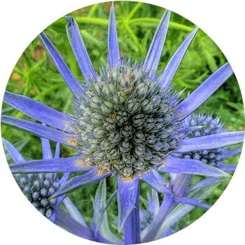 41 Types of Blue Flowers - ProFlowers Blog