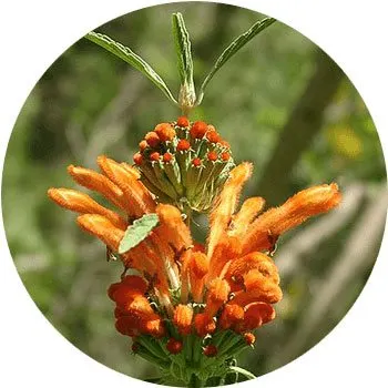 27 Types of Orange Flowers - ProFlowers Blog