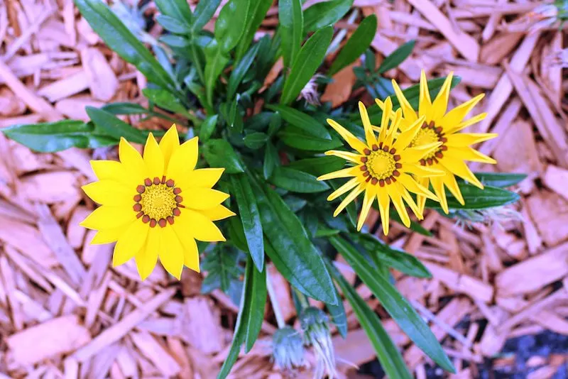 The 15 Best Botanical Gardens in Florida | Proflowers Blog