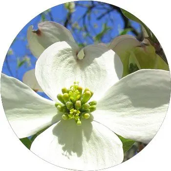 48 Types of White Flowers - ProFlowers Blog