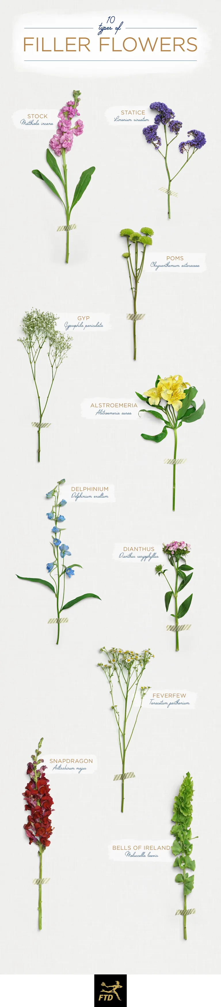 20 Types of Greenery and Filler Flowers - FTD.com