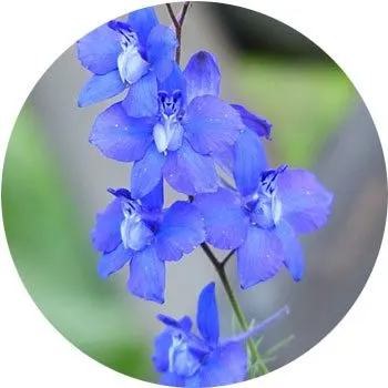 41 Types of Blue Flowers - ProFlowers Blog