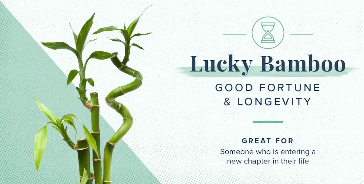 Plant Symbolism Guide: 31 Plants for Every Personality - ProFlowers Blog