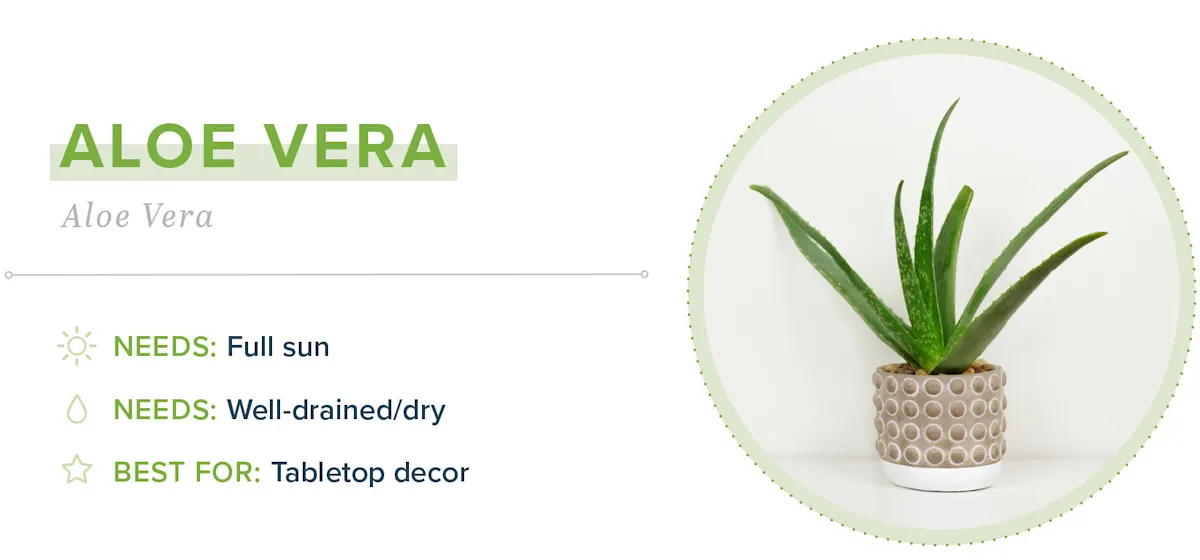 21 Small Indoor Plants for Apartment Living | Proflowers Blog