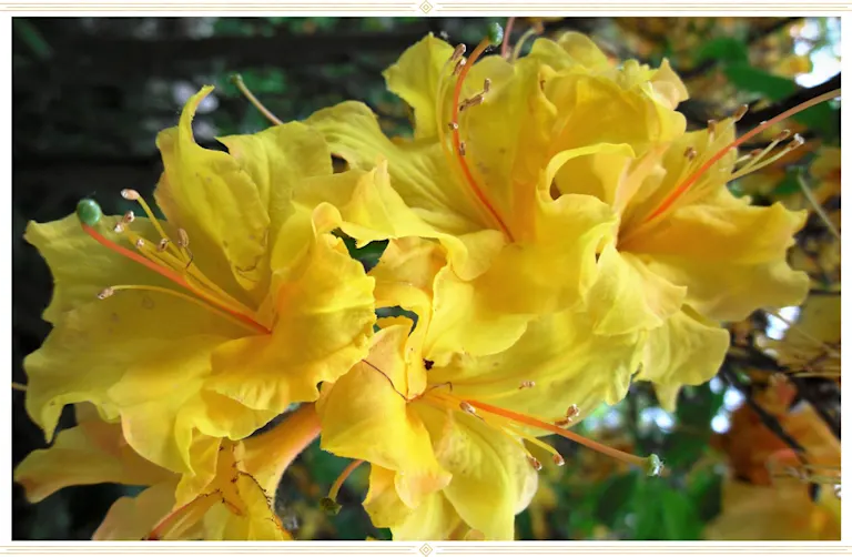 Azalea Care Guide: Growing Information + Tips - ProFlowers Blog