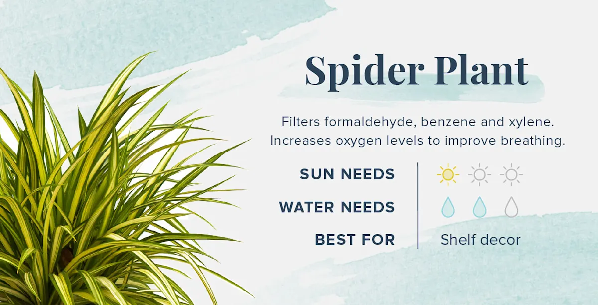 18 Plants That Help You Sleep Better Than Ever | Proflowers Blog