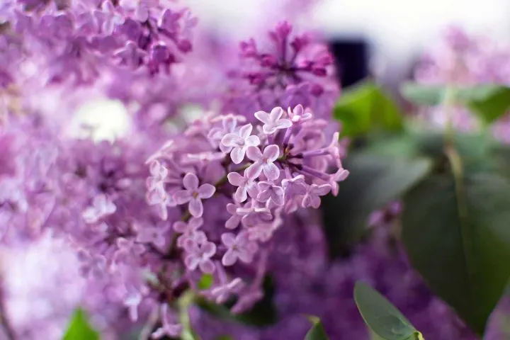 20 of the Most Romantic Flowers For Your Love | FTD