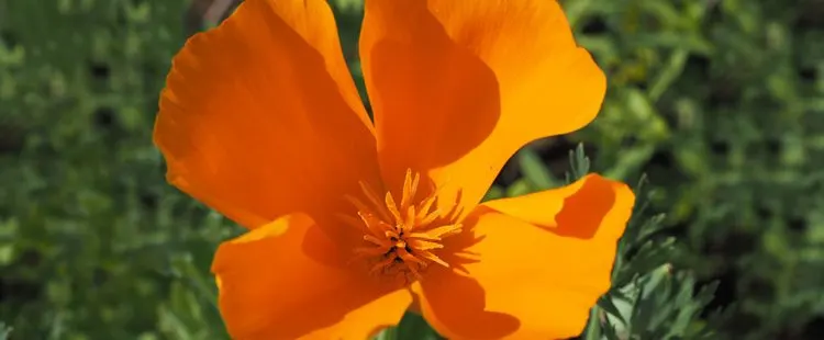 California State Flower -The California Poppy - ProFlowers Blog