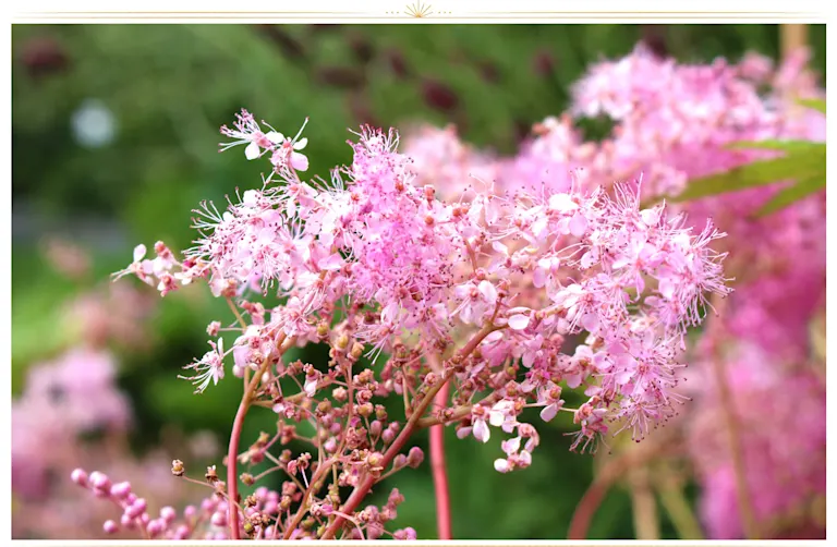 26 Types of Pink Flowers: Tips + Pictures | Proflowers Blog