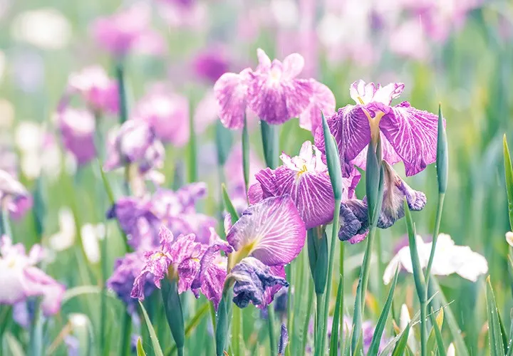 Iris Meaning and Symbolism - FTD.com