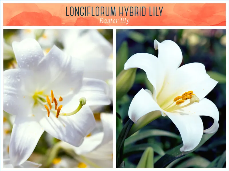 Types of Lilies: A Visual Guide - FTD.com