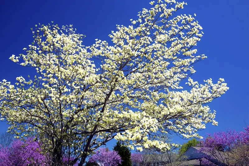 Allergy Sufferer’s Guide to Plants & Flowers - Fresh by FTD