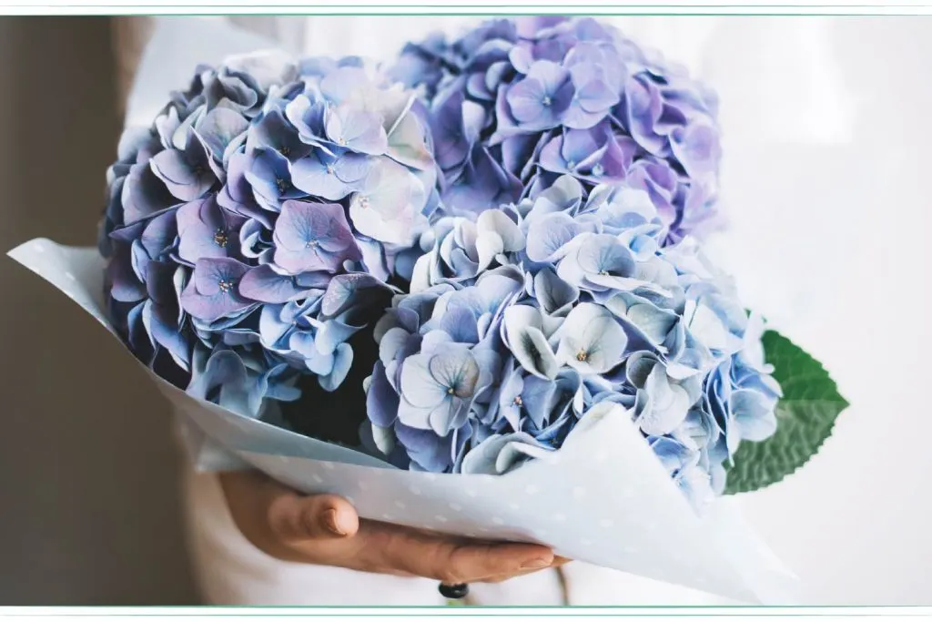 Hydrangea Meaning: Symbolism + History | Proflowers Blog