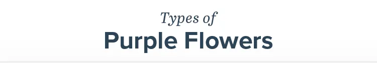 62 Types of Purple Flowers