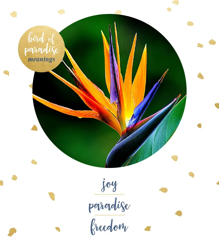 Bird of Paradise Meaning and Symbolism - FTD.com