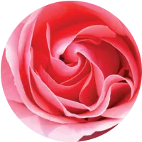 Flower Color Meanings & Symbolism | Proflowers Blog