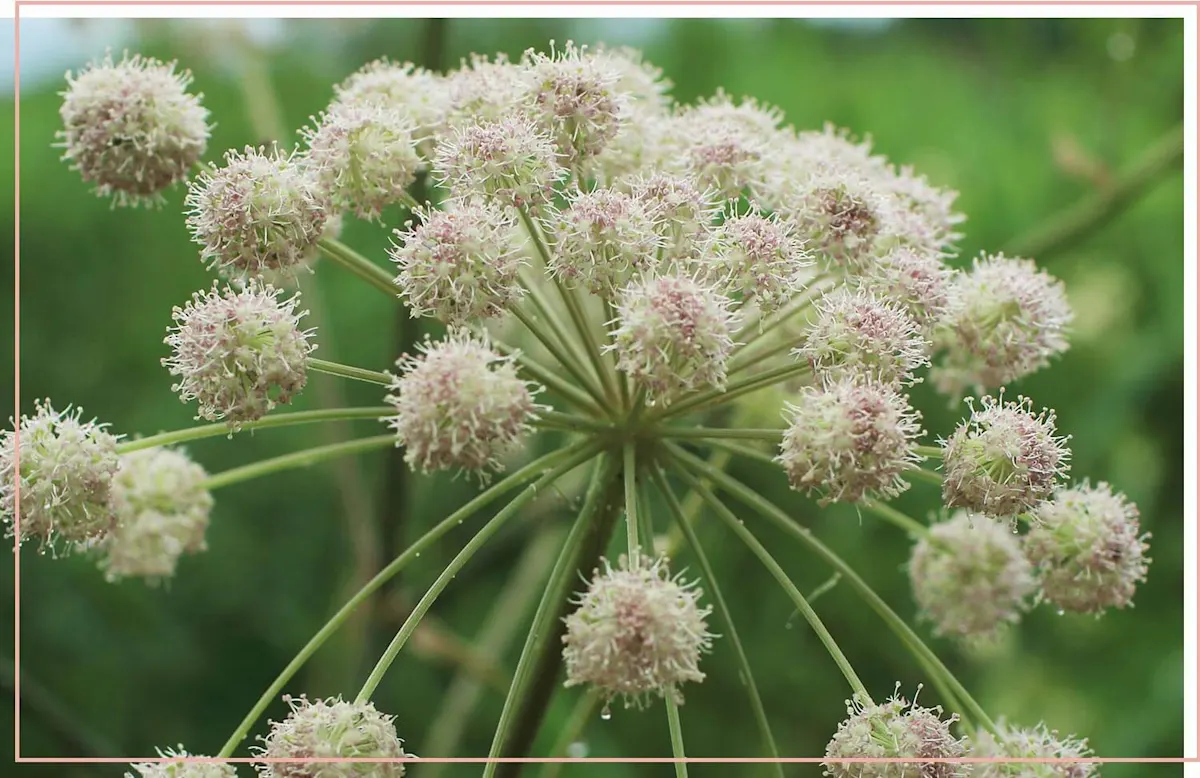 36 Kinds of Flowering Weeds + Tips on Finding Beauty in Unlikely Places ...