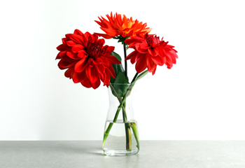 15 Mexican Flowers: Symbolism and Where to Find Them - ProFlowers Blog