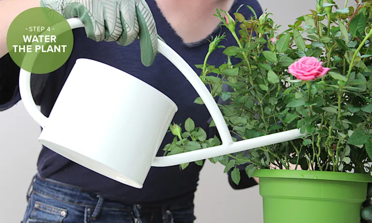 How to Repot a Plant: 7 Simple Steps With Pictures | Proflowers Blog
