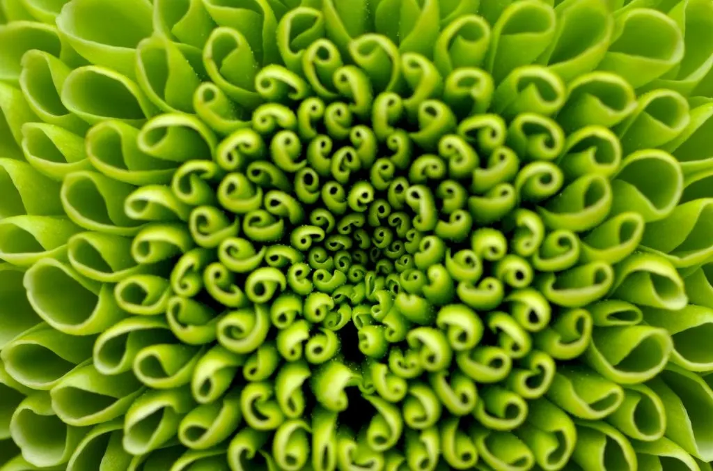 20 Types of Green Flowers - FTD.com