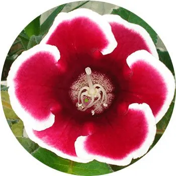 41 Types of Red Flowers - ProFlowers Blog