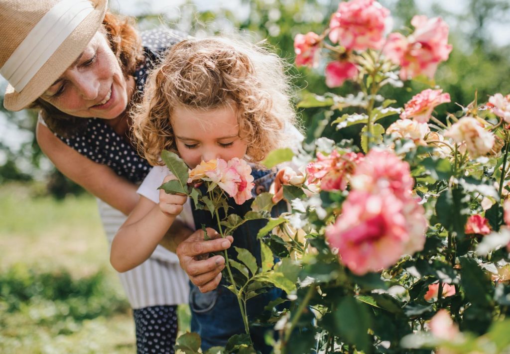 35 Most Fragrant Flowers For Your Home or Garden | FTD