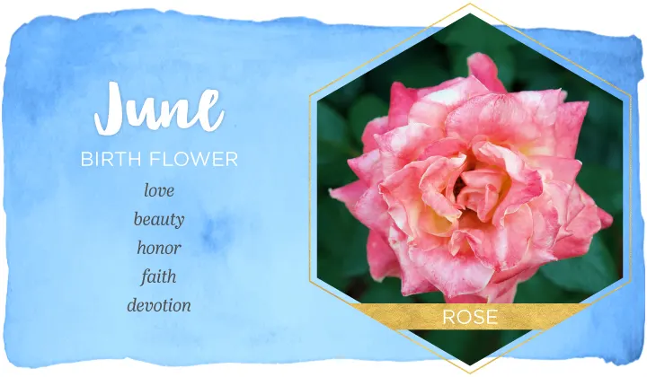 June Birth Flower: Rose - FTD.com