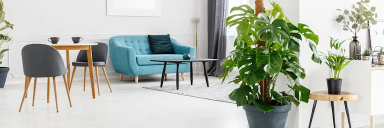 Monstera Care Guide: Growing Information and Tips | ProFlowers