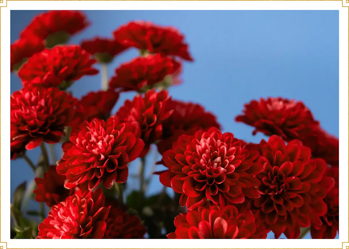 Masculine Flowers: Best Types for Every Occasion | FTD
