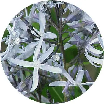 41 Types of Blue Flowers | Proflowers Blog