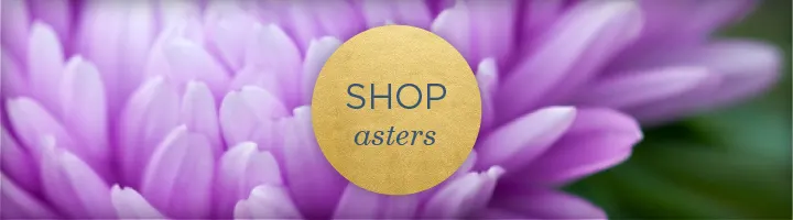 Aster Meaning and Symbolism - FTD.com